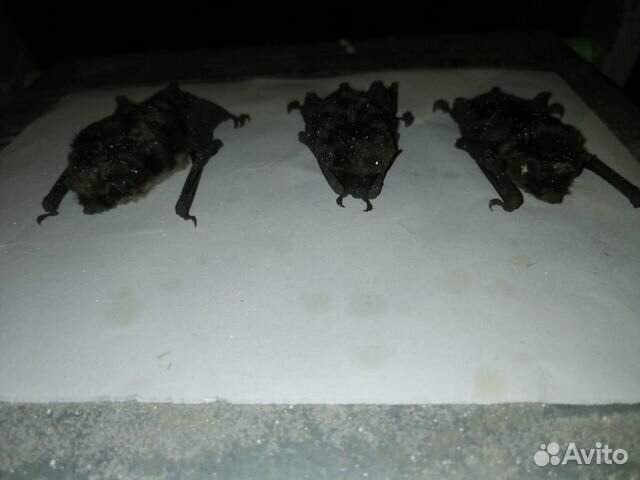 Мышь летучая сухая