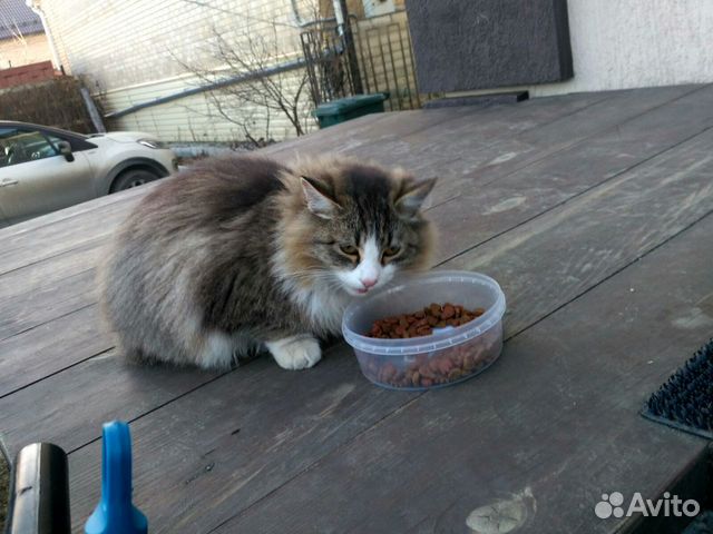 Обаятельный пушистик в добрые заботливые руки