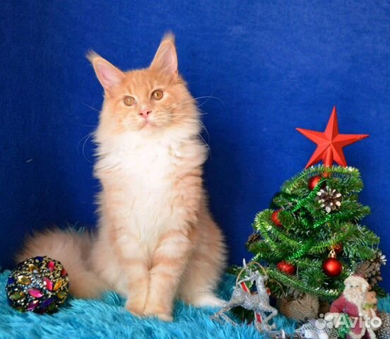 Редкий мальчишка