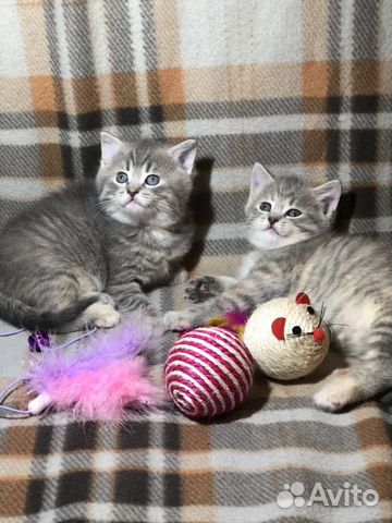 Шотландские кошечки