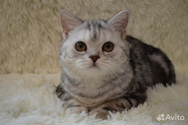 Шотландские котята