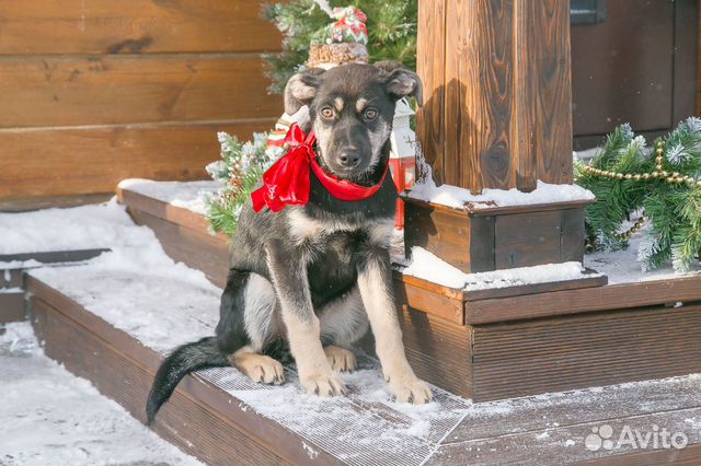 Щенок Джэйн 4 мес.Стерилизована и привита