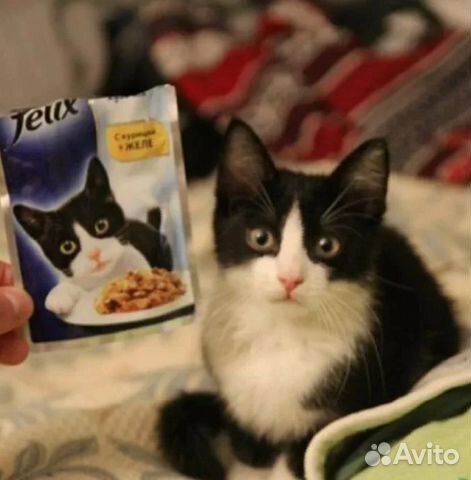 Котенок Феликс