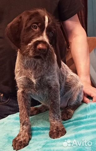 Щенки дратхаара