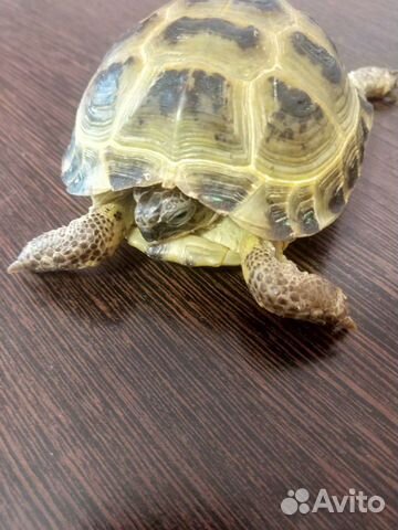 Черепаха