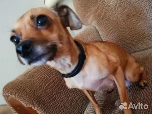 Щенок той терьера