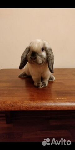 Кролик для случки