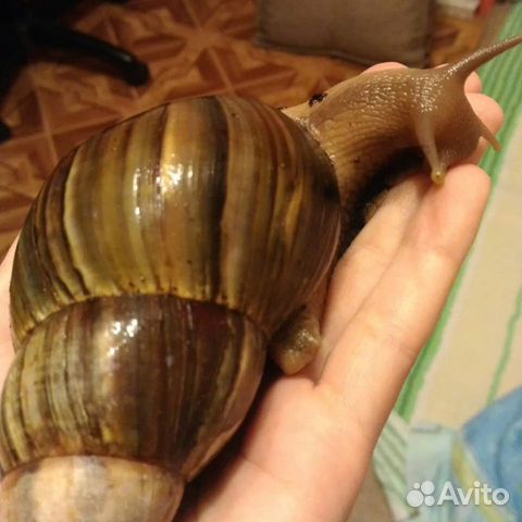 Улитки Ахатина