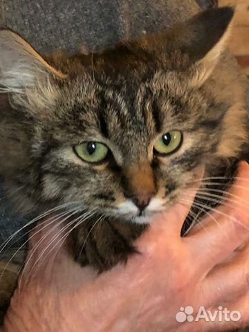 Котенок сибирской породы