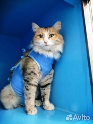 Кошка в добрые руки