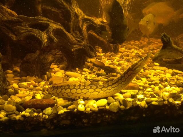 Мастацембел панцирный (Mastacembelus armatus)