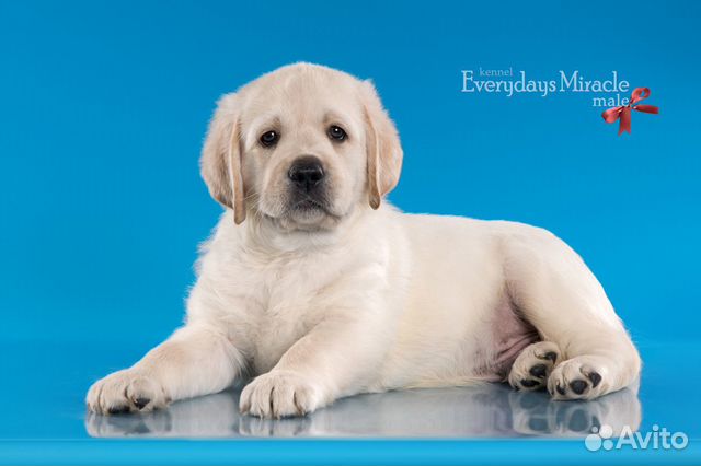 Щенки лабрадора