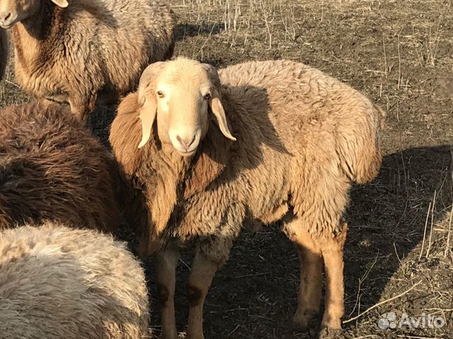 Баран Гейсар на племя