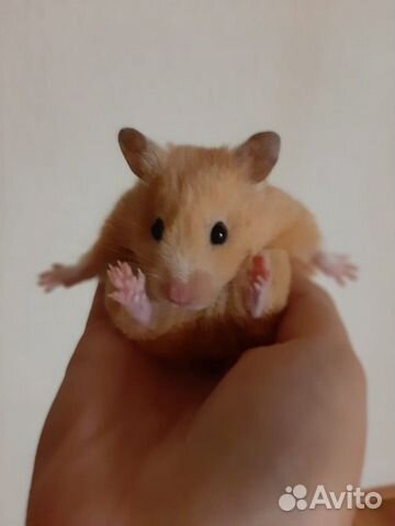 Хомяк с клеткой