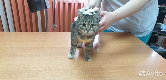 Отдам котенка