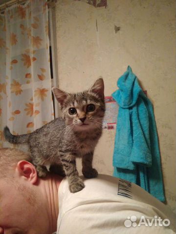 Котенок Пискля ищет дом