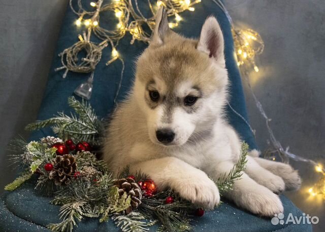 Славные детки Сибирского Хаски из питомника (РКФ)