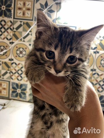 Котёнок британской породы 2,5 мес (девочка)