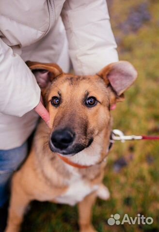 Мальчик Тиша, щенок в добрые руки, 7 месяцев