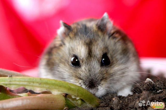 Отдадим джунгарских хомячат