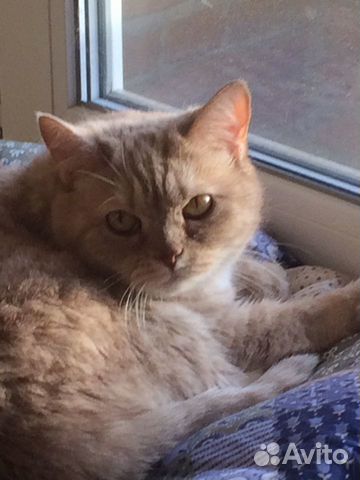 Стерилизованная кошечка Джесси