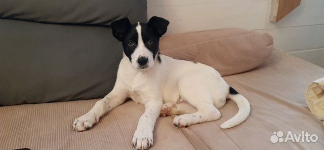 Щенок в добрые ответственные руки