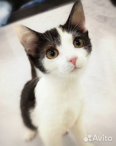 Маленькая Лу в поисках дома