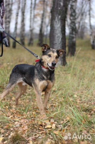 Собака Стенли Брамс ищет добрые руки