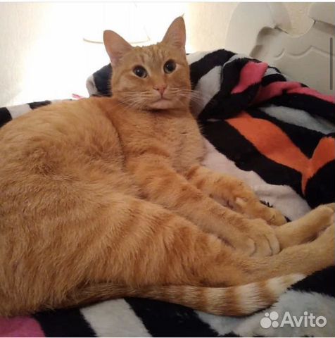 Шикарный рыжий кот В добрые руки