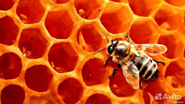 Готовая пасека