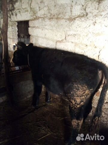 Бычок на докорм