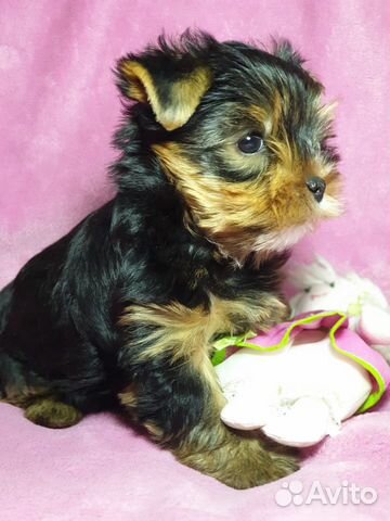 Йорк лапочка-дочка