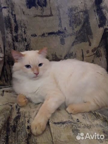 Кот в добрые руки