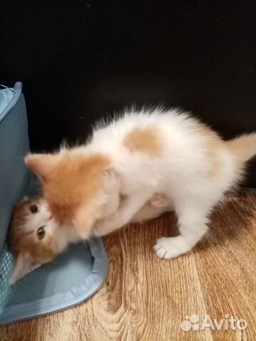 Котята от британской кошки
