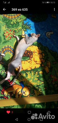 Отлаем в добрые руки взрослого кота породы Канадск