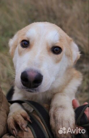 Собака щенок Эви в добрые руки бесплатно