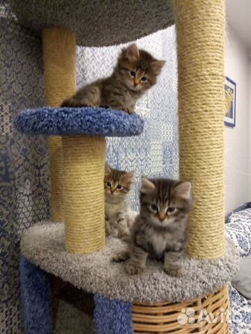 Очаровательные котята в дар