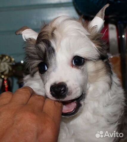 Очаровательные породистые щенки. Возраст 2 месяца