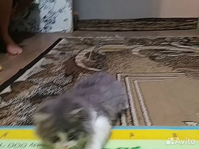 Отдадим котёнка бесплатно