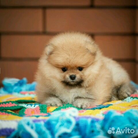 Померанчик Ал-виши Желямур