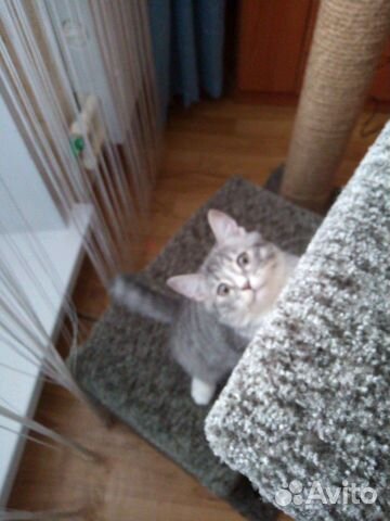 Котёнок мраморная шотландская кошечка