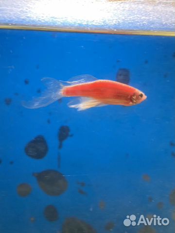 Отдам рыб