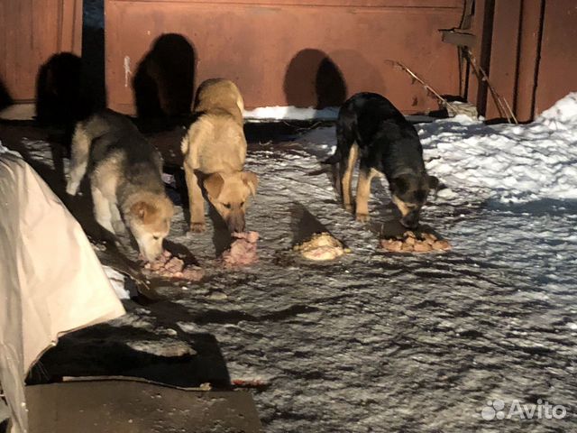 Щенки, щенок, Собака, кобель, Сука в добрые руки