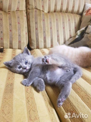 Котята