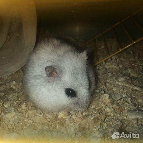 Джунгарский хомяк