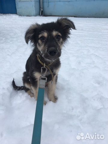 Собака, щенок 3,5 мес