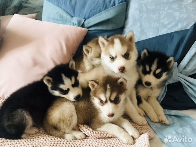 Породистые Сибирские Хаски