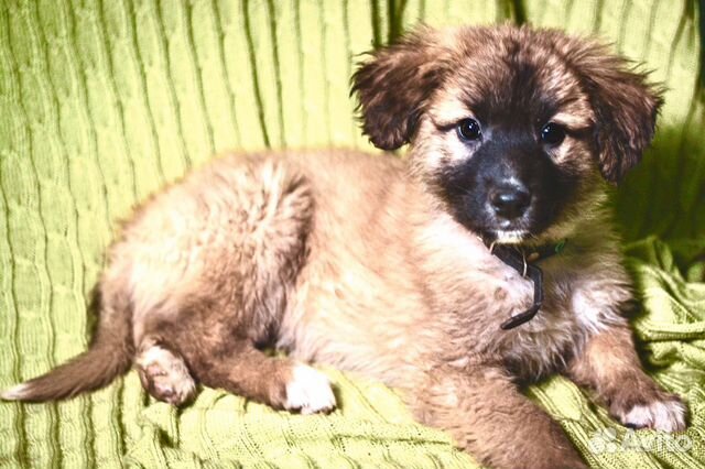 Отдам щенка Кексика