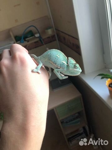 Йеменский хамелеон