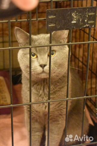 Кот Рамзан - голубой полубритан